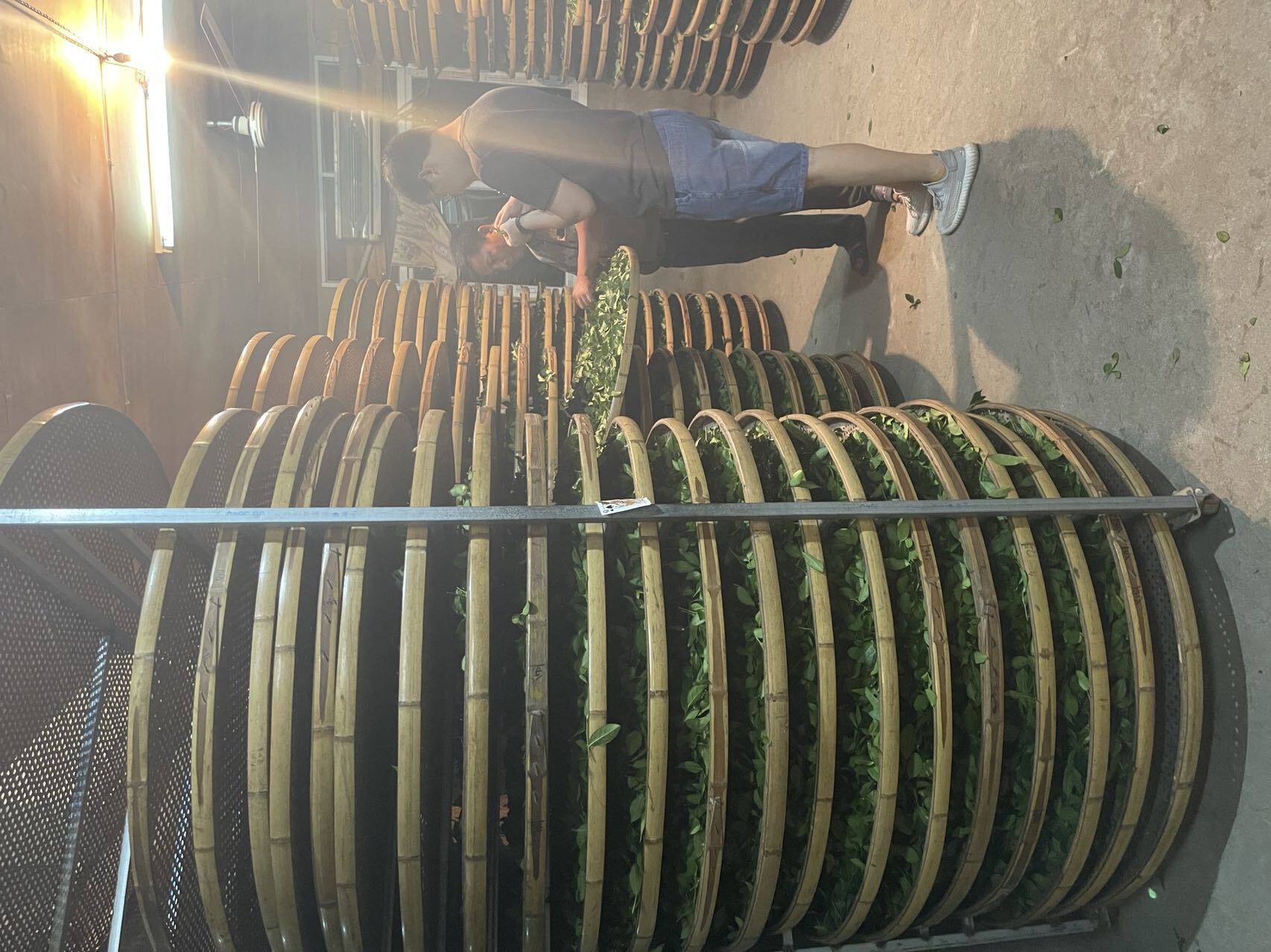 Traditional And Modern Withering Methods