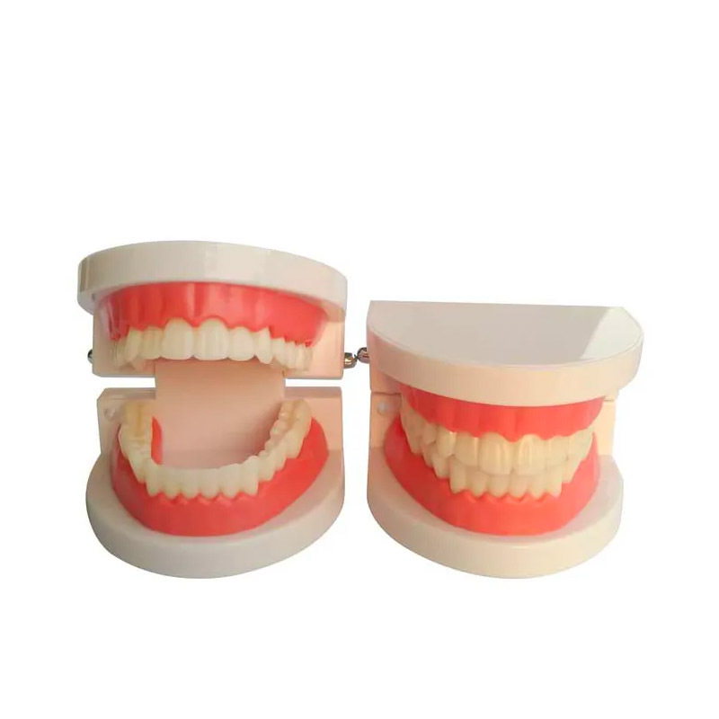 Medical Standard Tooth Model Wholesale Practice Mouth Normal Human 3D ...