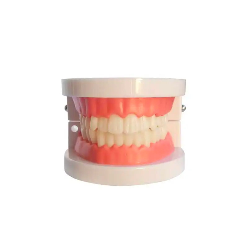 Medical Standard Tooth Model Wholesale Practice Mouth Normal Human 3D ...