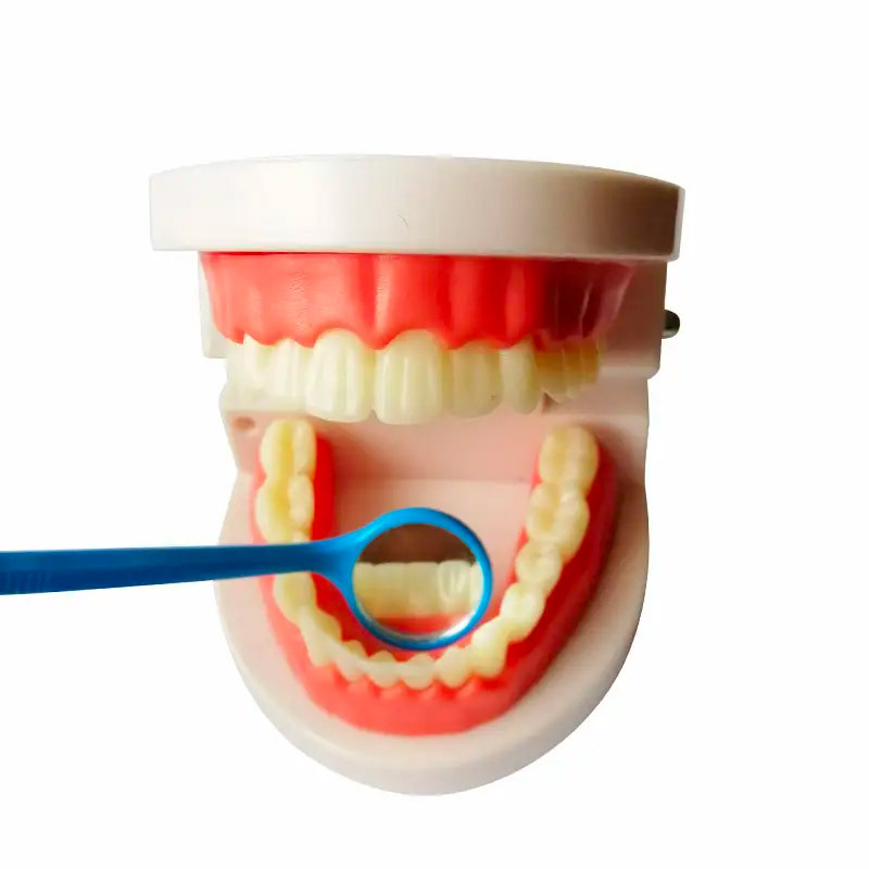 Medical Standard Tooth Model Wholesale Practice Mouth Normal Human 3D ...