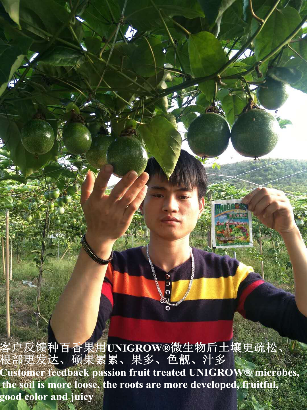 Passion Fruit planting with UNIGROW microbial soil improvement