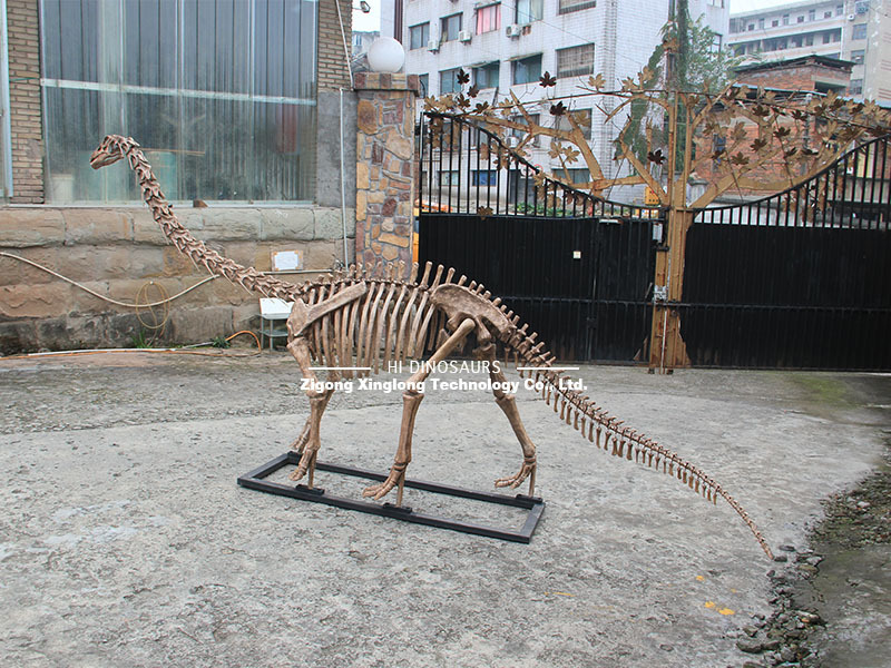 Small Size Dinosaur Skeleton 5M Diplodocus Skeleton for Sale | Hi Dinosaurs