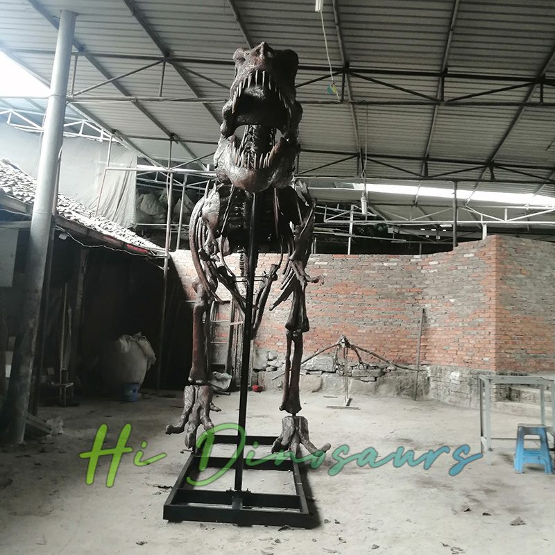 Realistic T-Rex Fossil Skeleton for Outdoor Museum Exhibits | Hi Dinosaurs
