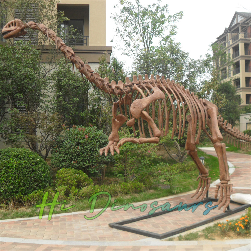Life-sized Dinosaur Replica Lufengosaurus Fossil Skeleton | Hi Dinosaurs